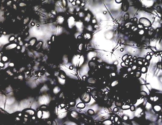 Biology Microscopy - Organelles | The Ohio State University