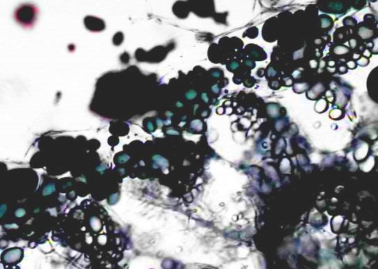 Biology Microscopy - Organelles | The Ohio State University