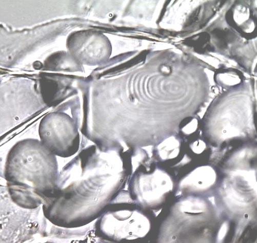 Biology Microscopy - Organelles | The Ohio State University